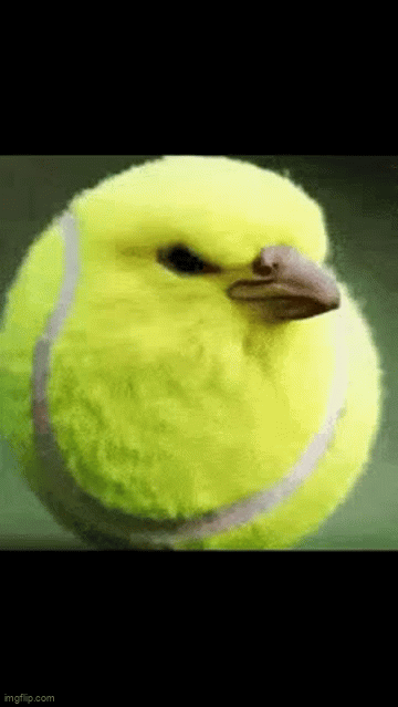 Pennis bird - Imgflip