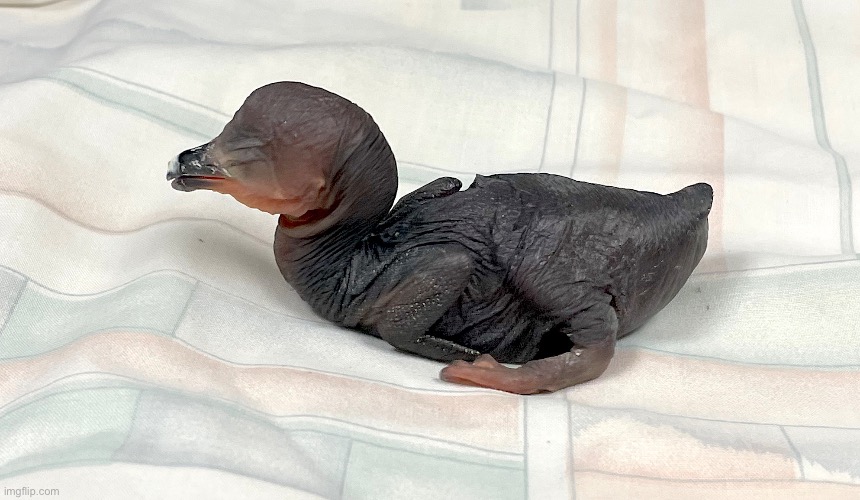 Baby cormorant - Imgflip