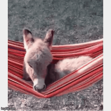 Would You Mind Getting Your Ass Out Of My Hammock ! - Imgflip