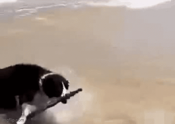 A Dog With Impressive Baton Twirling Skills - Imgflip