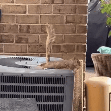 Just A Squirrel On An Air Conditioner Unit ! - Imgflip