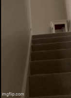 clumsy ass cat can't use four paws? - Imgflip