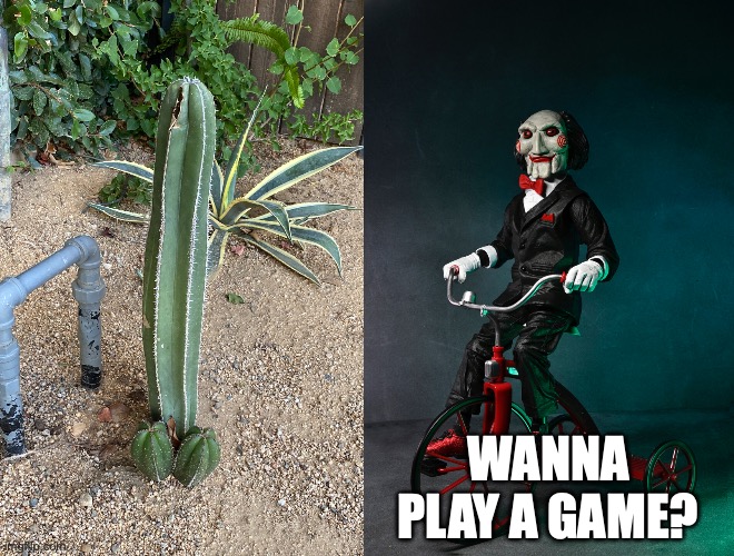 Jigsaw Cactus - Imgflip