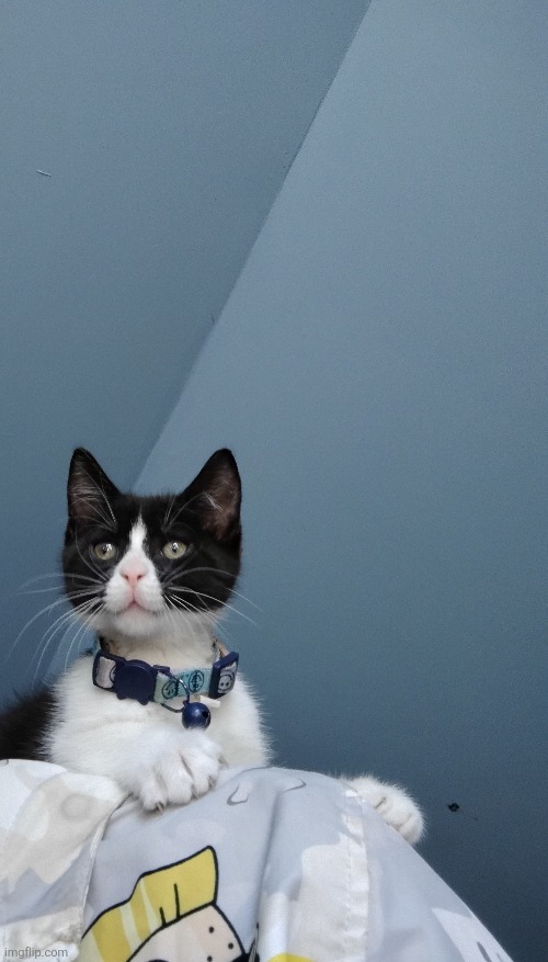 Cat jumpscare 9 - Imgflip