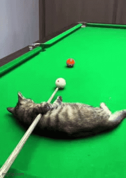 Cats Are Secretly Pool Sharks - Who Knew ! - Imgflip