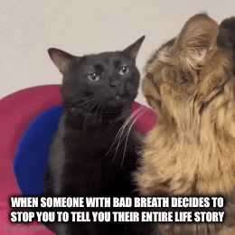 black cat zoning out - Imgflip