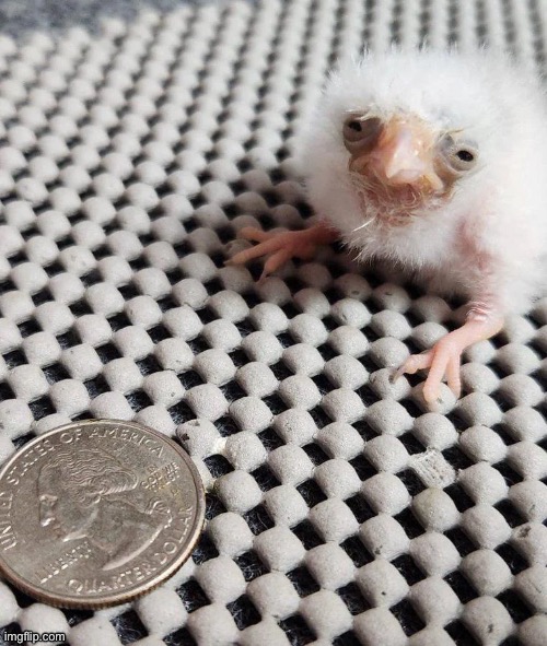 ABSOLUTE PROCEED - Imgflip