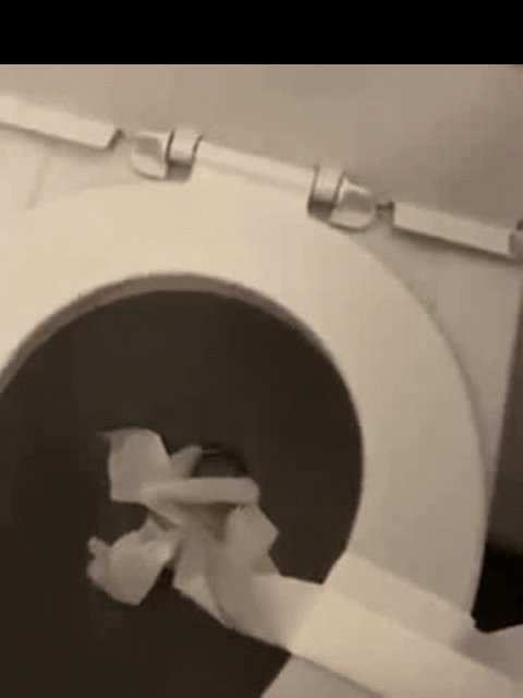 Toilet Paper Fsil - Imgflip
