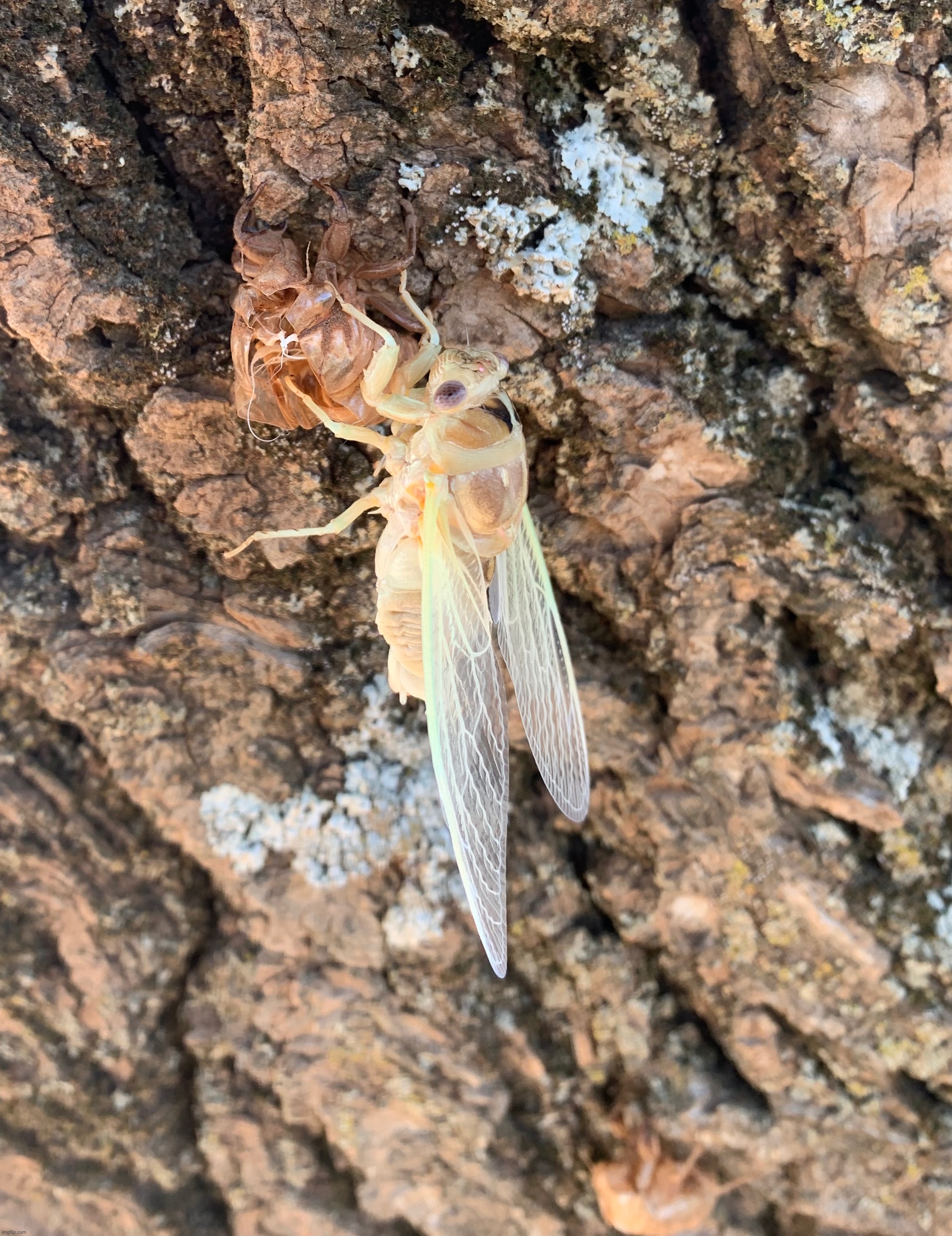 Molting cicada - Imgflip