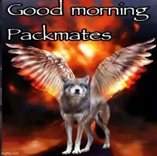 Good morning Packmates - Imgflip