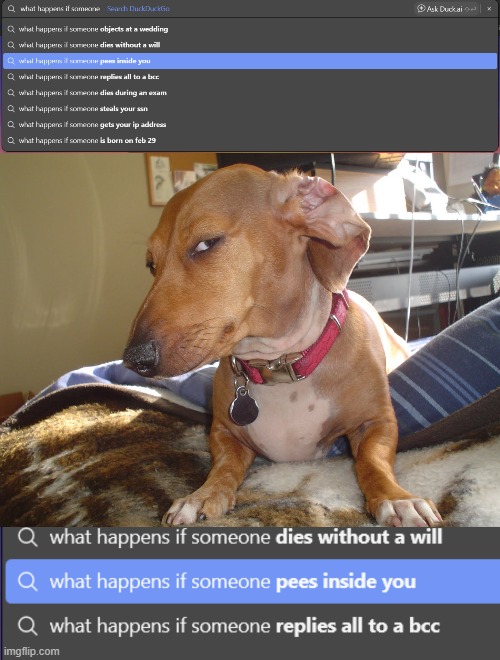 Image tagged in suspicious dog - Imgflip