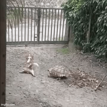 Is This Dog Mocking That Tortoise ? - Imgflip