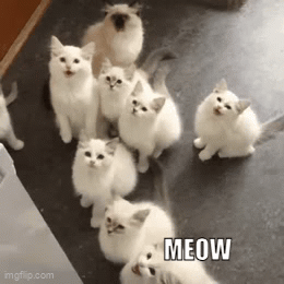 heartwarming kittens - Imgflip