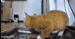 "THE SKY IS FALLING" -Cat, probably - Imgflip