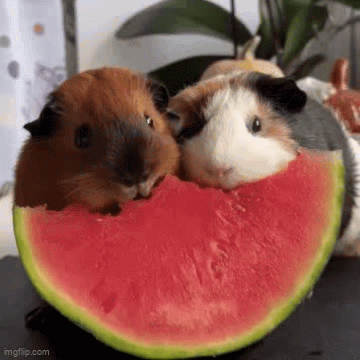Just A Pair Of Guinea Pigs Eating A Watermelon Slice - Imgflip
