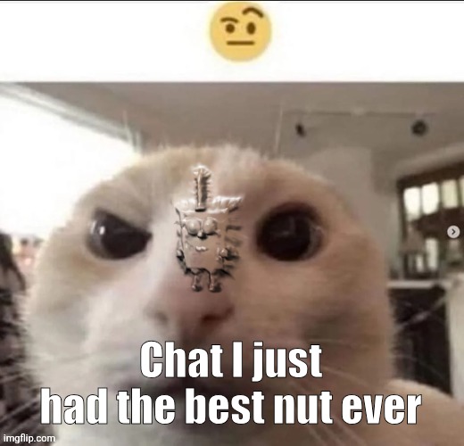 Raised eyebrow cat with spunch bop - Imgflip