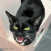 Cat - meow - Imgflip