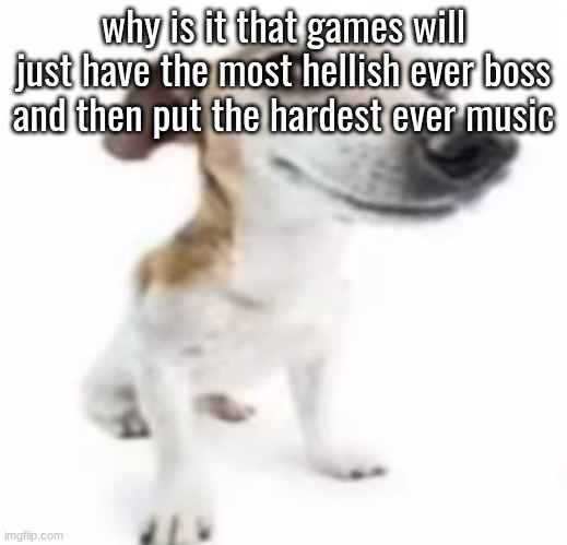 Jack Russell terrier stock photo - Imgflip