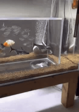 Entertaining For The Cat But Terrifying For The Fish ! - Imgflip