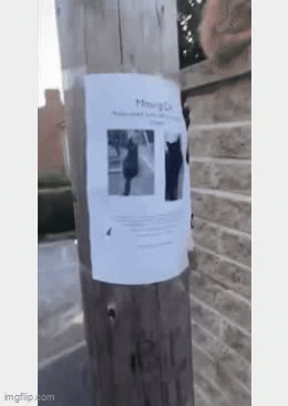 A 'Not So Missing' Cat ! - Imgflip