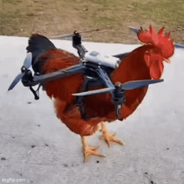 A Chickens Dream Realised ! - Imgflip