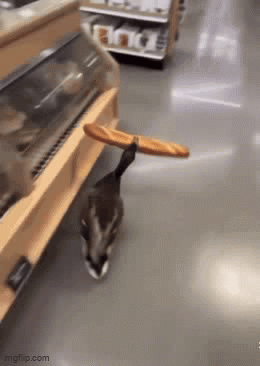 'Free Bread' For Ducks ? - Imgflip