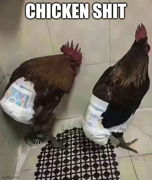 Why are these chickens wearing nappies? - Imgflip