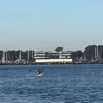 Who Else Remembers The Australian TV Series 'Flipper' - Imgflip