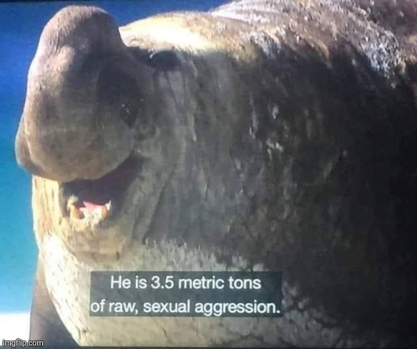 He is 3.5 metric tons of raw, sexual aggression - Imgflip