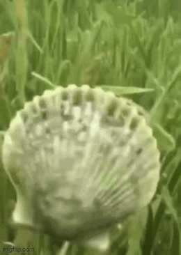 How Scallops Swim - Imgflip