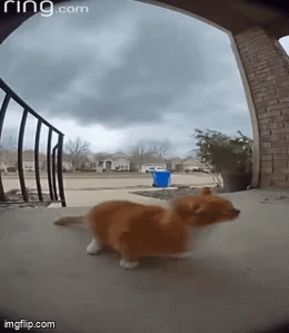 wheeeee! (random gif) - Imgflip