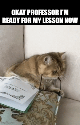 Cat studying - Imgflip