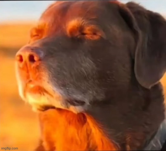 cooked dog - Imgflip