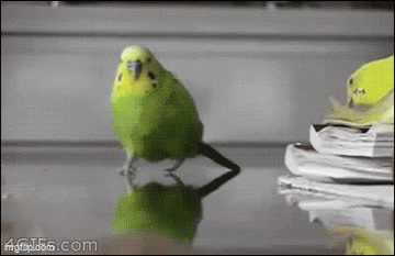 Bird - Imgflip