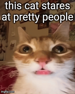 orange cat stare - Imgflip