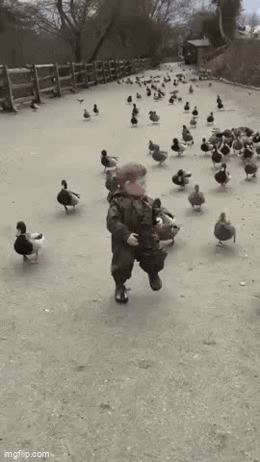 RUN Duck RUN - Imgflip