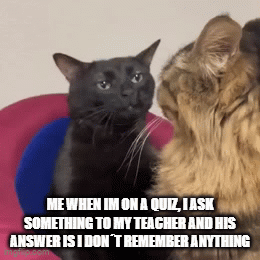 black cat zoning out - Imgflip