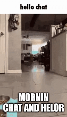 Hello chat (Jumping cat) - Imgflip