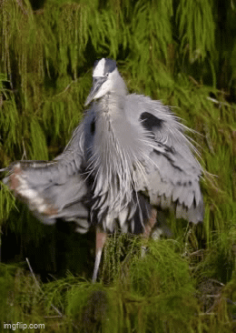 Just A Blue Heron Drying Itself ... Or Dancing ? - Imgflip