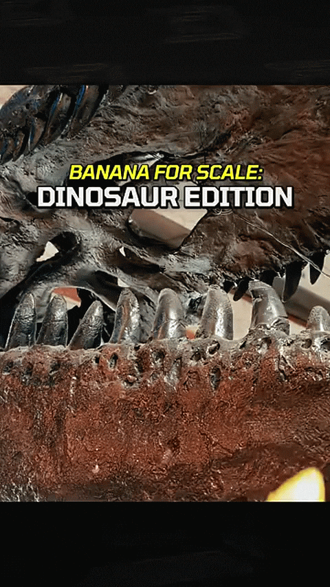 Diazonema_eccentrica Request - Imgflip