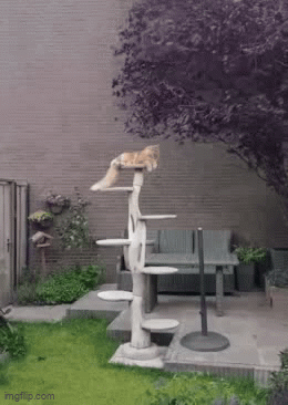 Nice Cat Tree - It Might Be Better If It Was Indoors ! - Imgflip