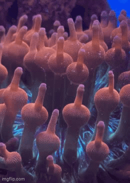 Rude Bubble-Tip Sea Anemones Giving You The Finger ! - Imgflip