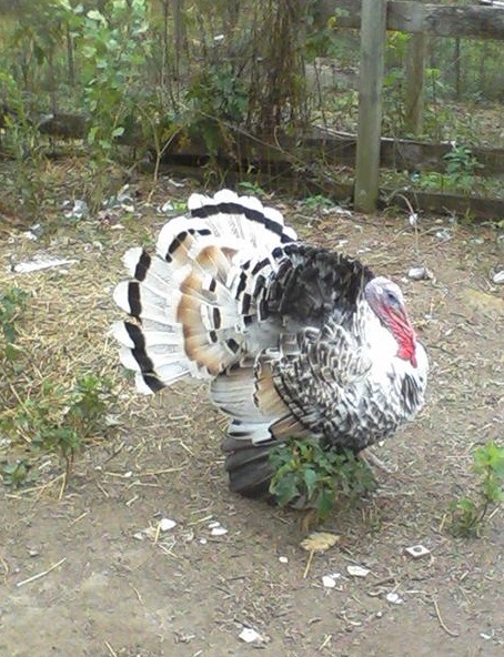 turkey Blank Template - Imgflip