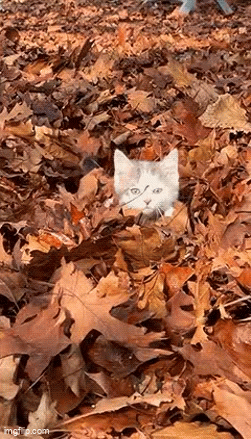 Fall leaves - Imgflip