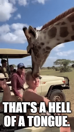 When Giraffes go Wild. - Imgflip
