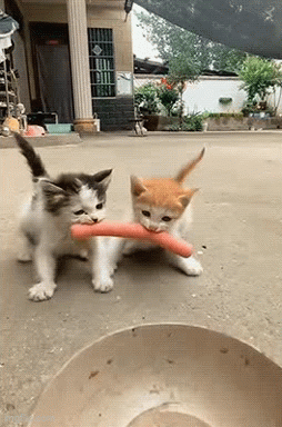 Share Sausage - Imgflip