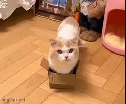 Cardboard box - Imgflip