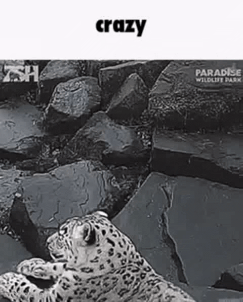 crazy - Imgflip