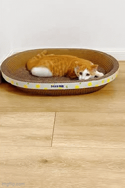 Yellow ball hit bounce - Imgflip