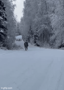 Reindeer In Training ! - Imgflip